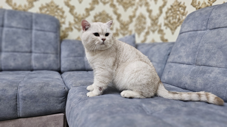 British chinchilla silver