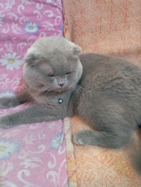 Шотландский скотиш фолд кот на вязку