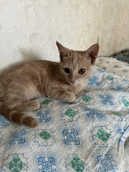 Отдам котенка в хорошие руки