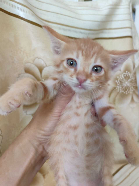 Отдам в добрые руки котят 1,5 месяца.
