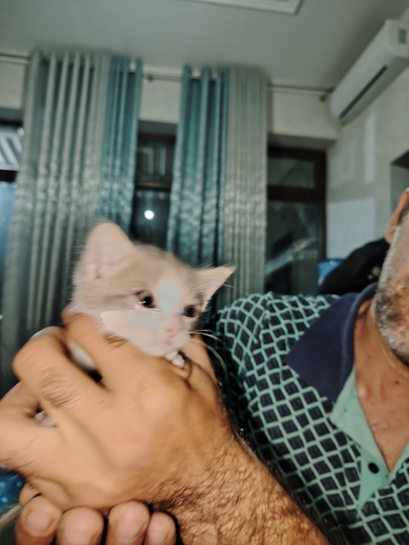 Котенок с красивым серо белым окрасом