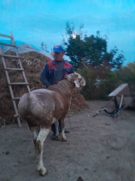 Zottor qoʻchqor sotiladi