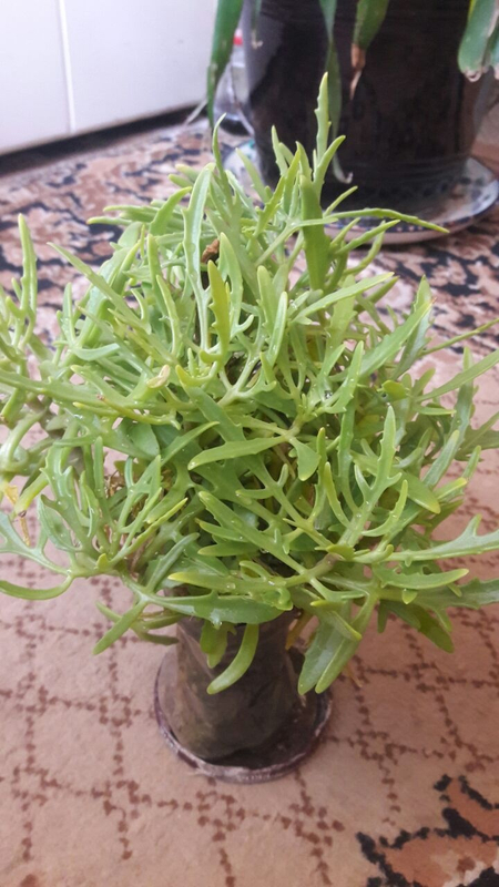 Продам разнын цветы не дорого