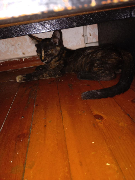 Котенок в ответственные руки