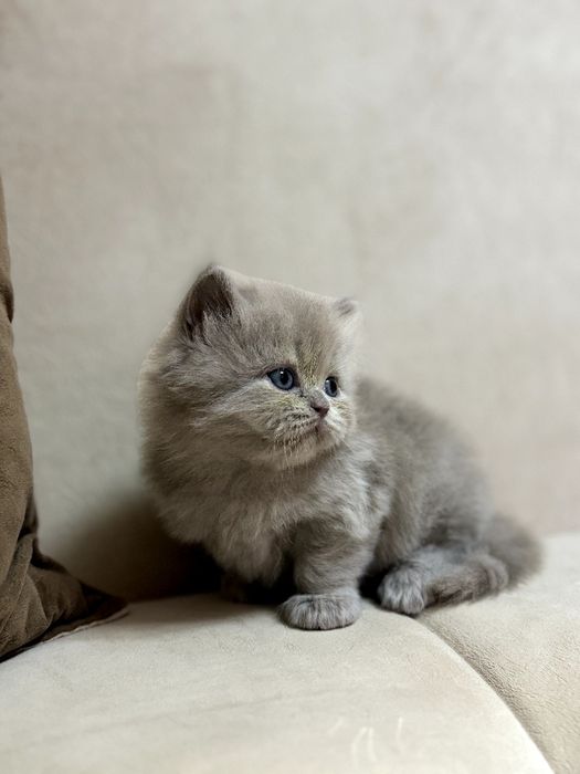 Чистокровные котята британской породы!