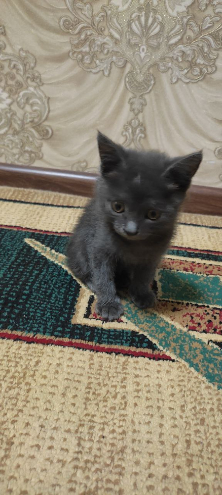 Русская голубая котенок