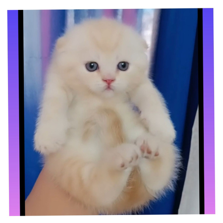 Продаются котята скоттиш фолды