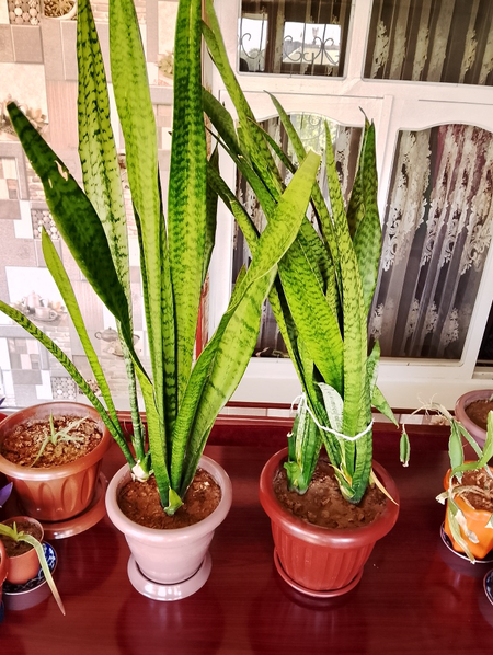 Gullar sotiladi kelishilgan narxlarda