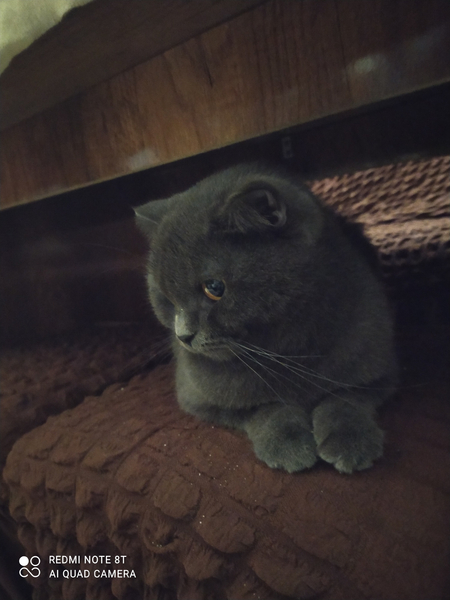 Koshka scotish fold