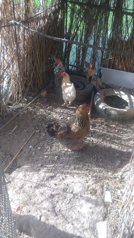 Tovuqlar zõr har kun tuğadi