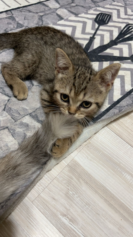 Подою котят страйк и фолд