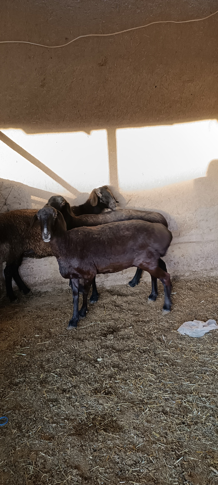 Zotli Sovlik 2ta Uzun uzun bo'yi baland Bola olishga juda yaxshi