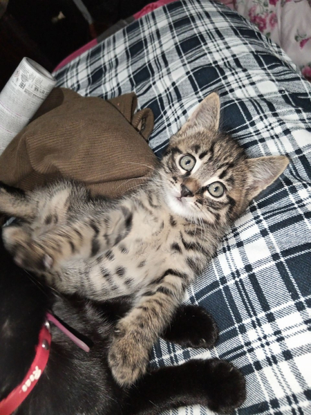 Котята ищут  добрых хозяев за маленькое вознаграждение  .
