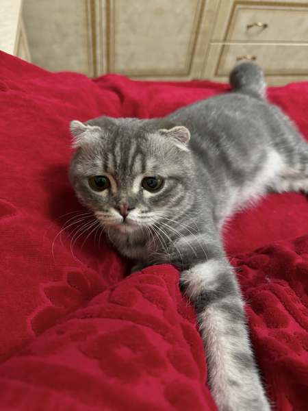 Scottish fold mushugi sotiladi