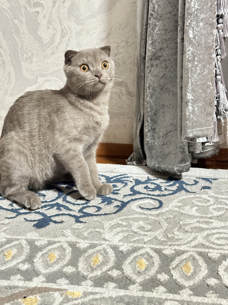 Кошки фолдь и страйт