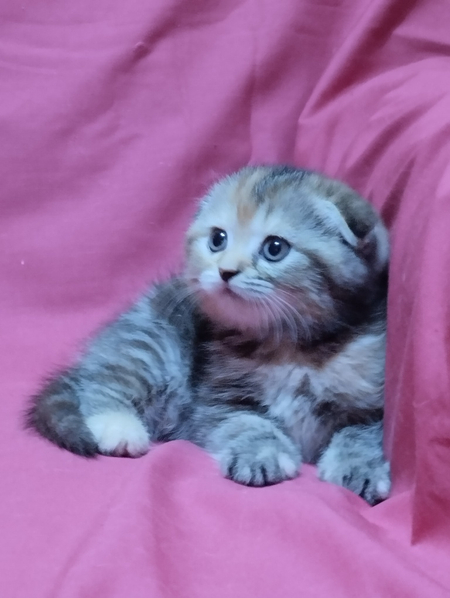 Продам котят, скотиш страйт и скотиш фолд.