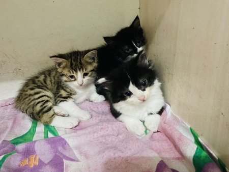 Продам котят в хорошие руки