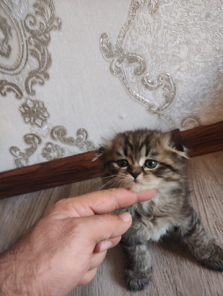 Шотландский Скоттиш фолд мальчик