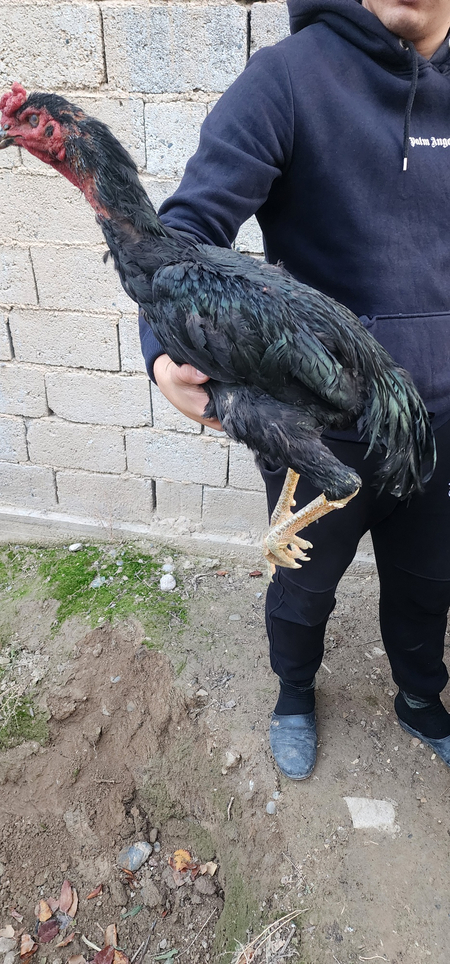 Ganoy + kares gibrid