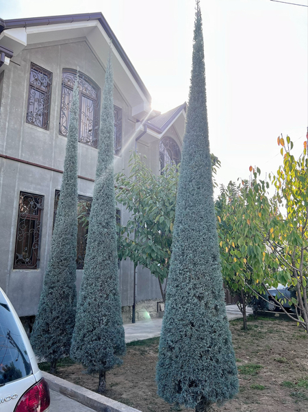 Kiparis Arizonka Italya