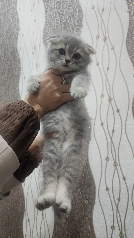 Кошки scottish fold. Мальчик и девочка.