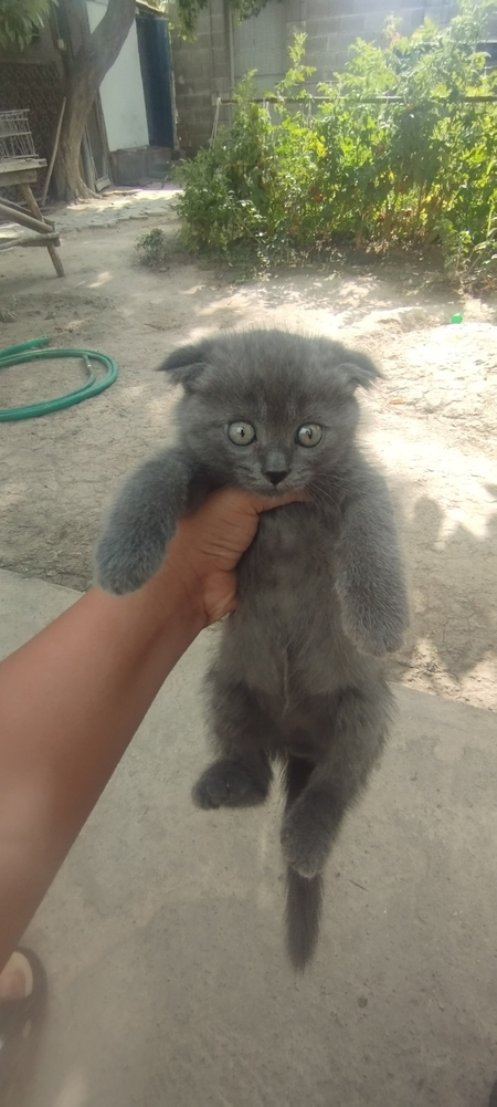 Кошки чиста кровные Scottish fold и stray
