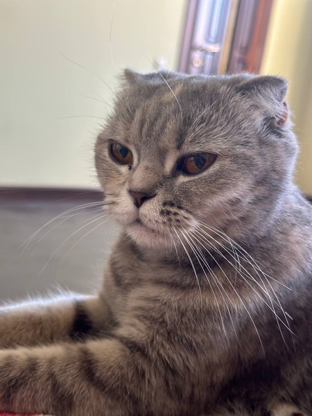 Скоттиш фолд вислоухая Кошка