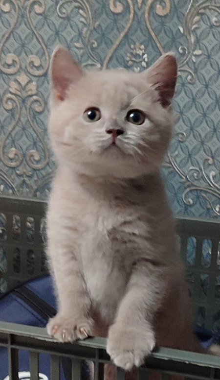 Продаются котята Британцы мальчики