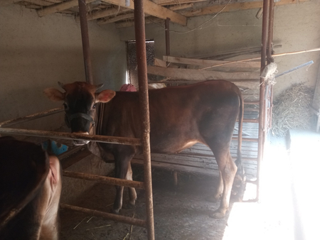 Gunajinlar sotiladi