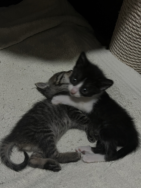 отдам в добрые руки котят!