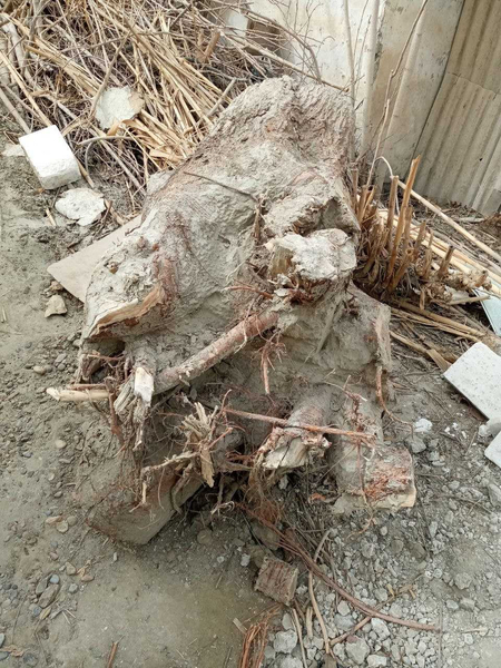 срочно продадим дрова