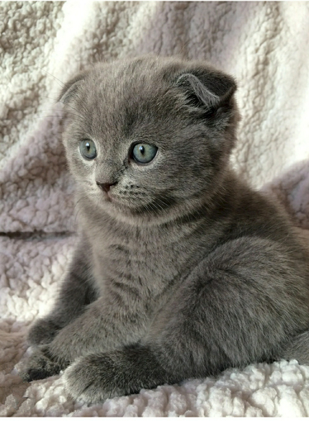Чистокровные Шотландские вислоухие котята
