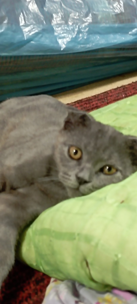 Вислоухий котёнок