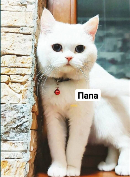 Котята пол 3 девочка  и 1 мальчик 1.5 месяц