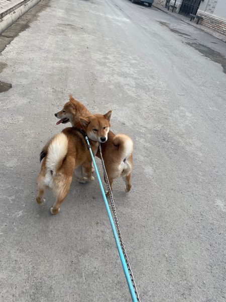 Продаются щенки сиба ину