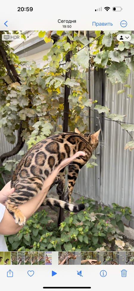 Бенгальский котенок