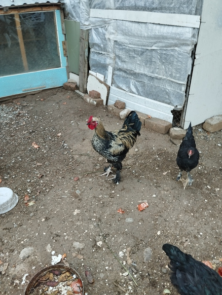 Продаётся петух.