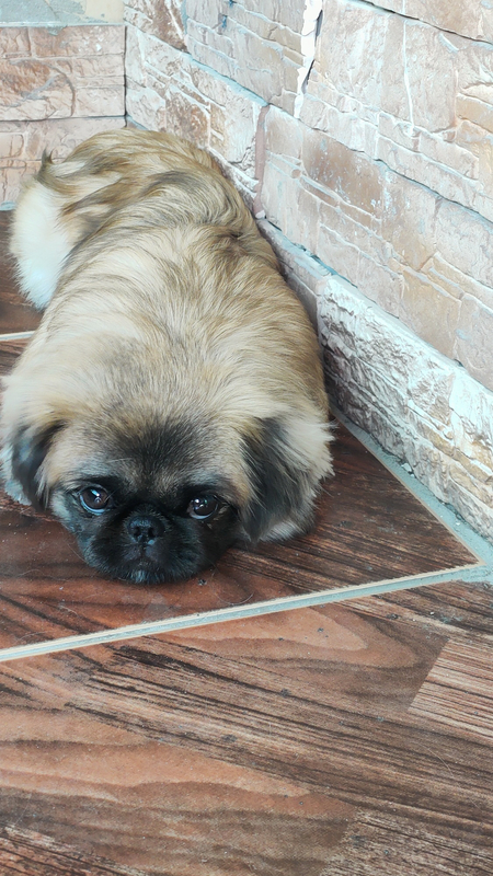 Pekines parodistiy kuchukcha