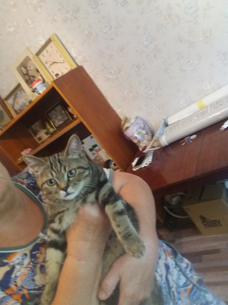 Отдам котенка в хорошие руки бесплатно