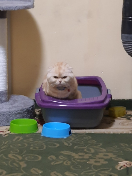 Малчик Скоттиш Фолд