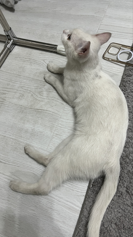 Кошка белая девочка