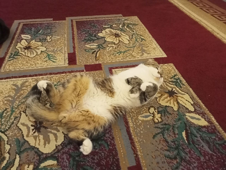 Кот для вязки, 4 года (папа 33 котят)