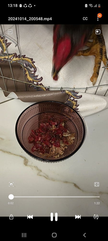 Assalomalekom.Fevrali oxirda chiqan qoni ganoi  joja xozi.4.5 kg