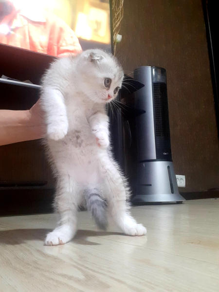 (2) Скоттиш фолд boys