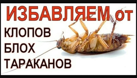 Клапа, таракан хам баскада насекомалар