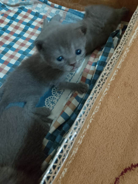 5 котёнков фолд серие и светло серие
