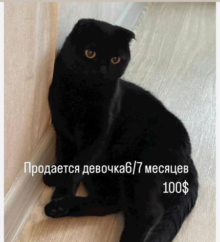 Котятя от правильной вязки