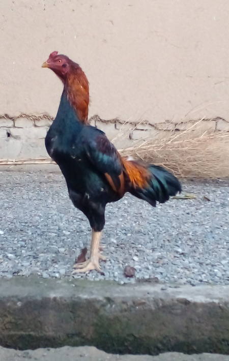 Tozza koreya tullak