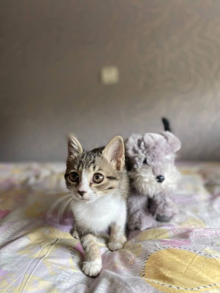 Смышлёный котенок ищет дом и любящих хозяев