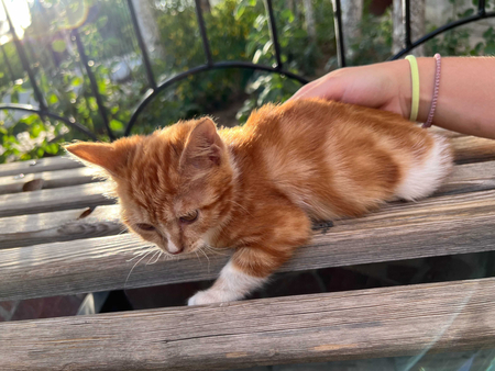 Рыжий мраморный котенок